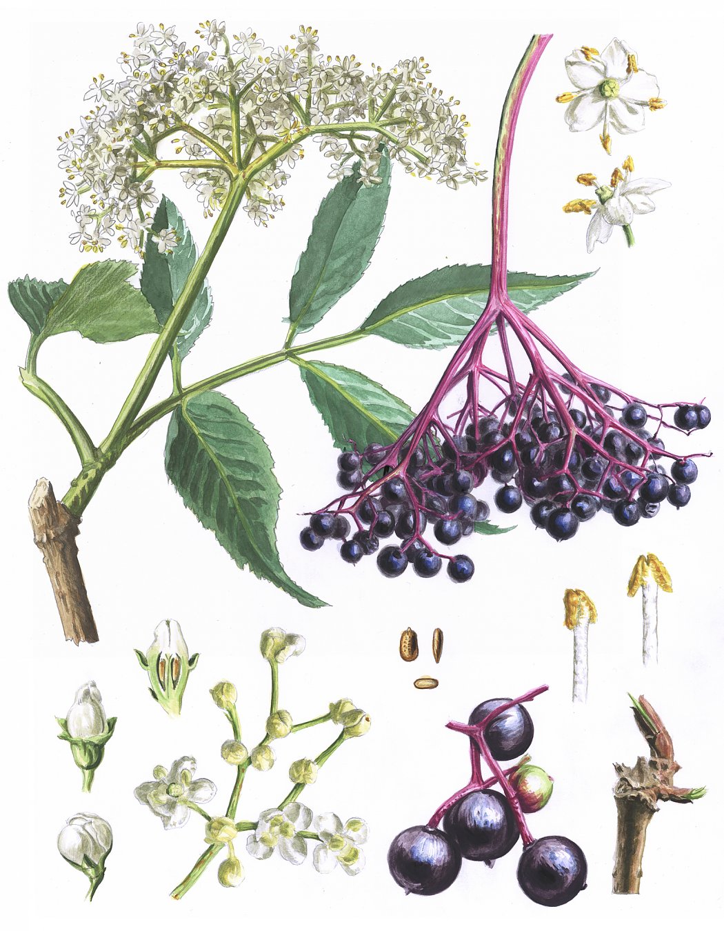 Malerei/Blumen - Andreas Leitner Illustration