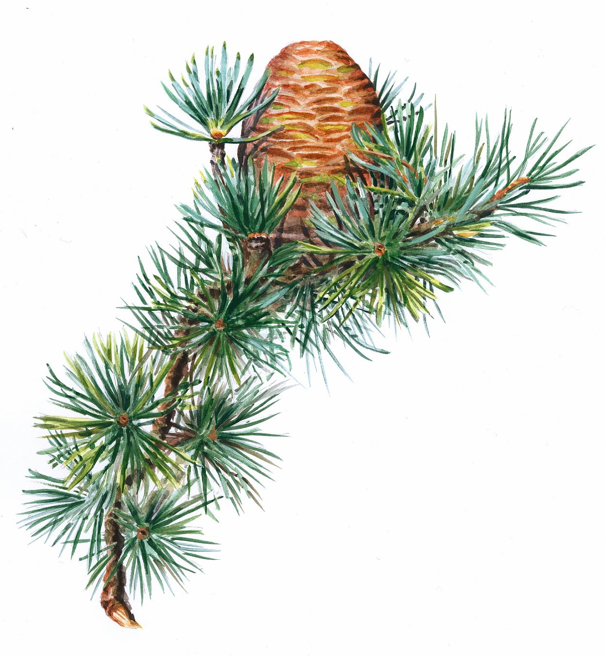 Malerei/Bäume - Andreas Leitner Illustration